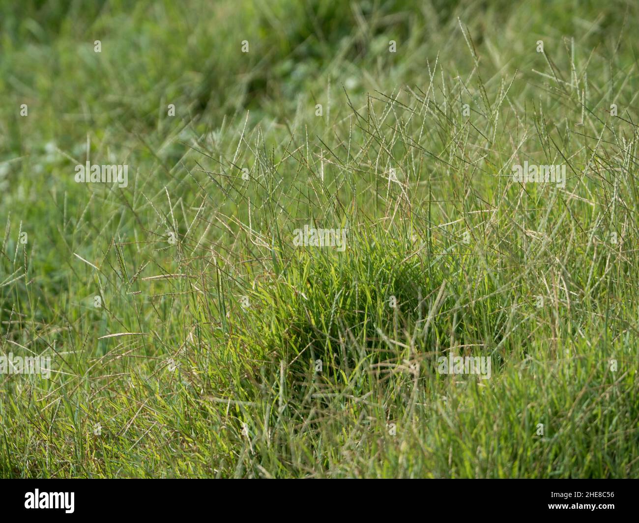 Thick lush clump of green grass with tufted seed heads blowing gently ...