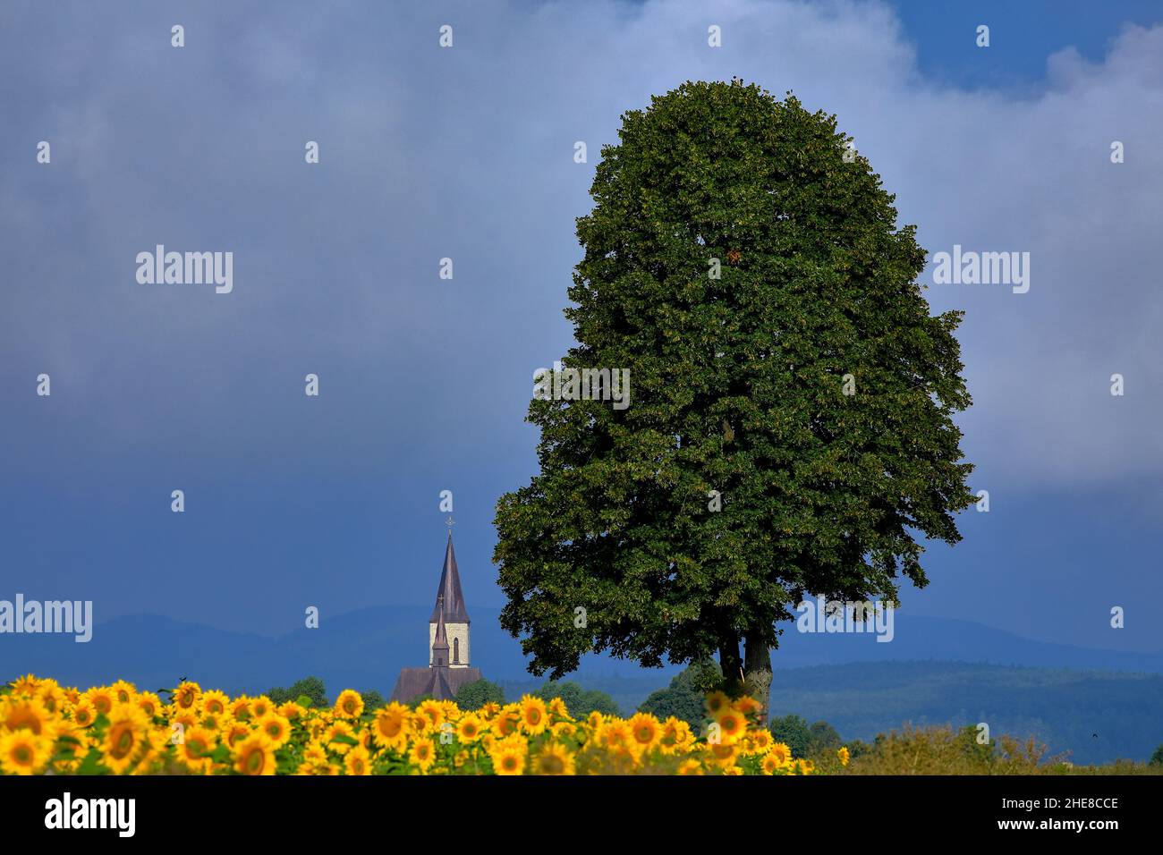 Eichsfelder hi-res stock photography and images - Alamy