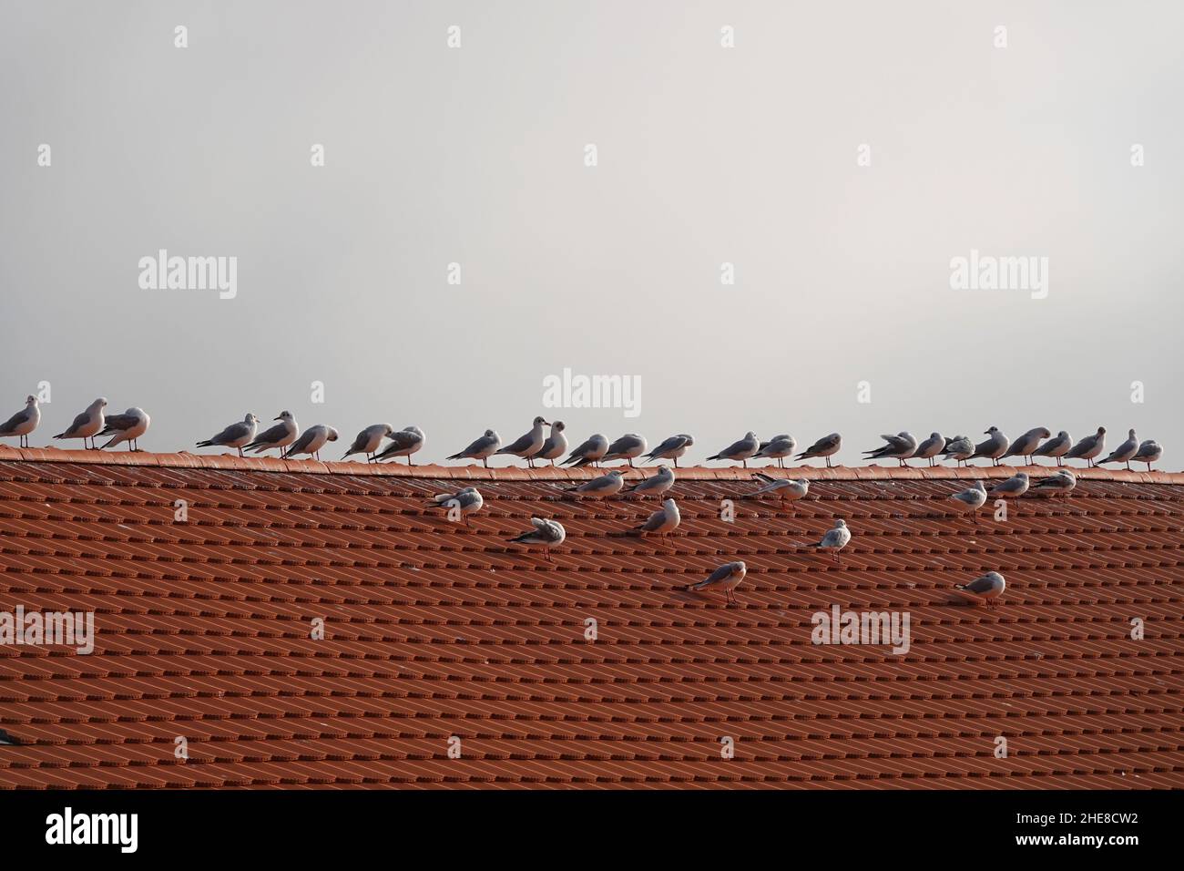 Seagulls Gather On A Roof Stock Photo - Alamy