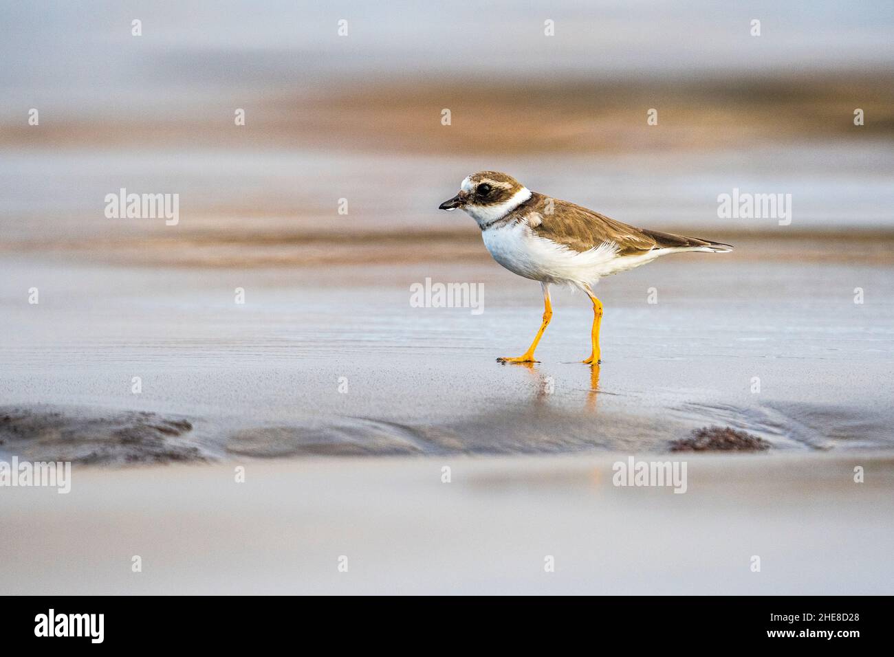 Common ringed plover or ringed plover (Charadrius hiaticula), in winter ...