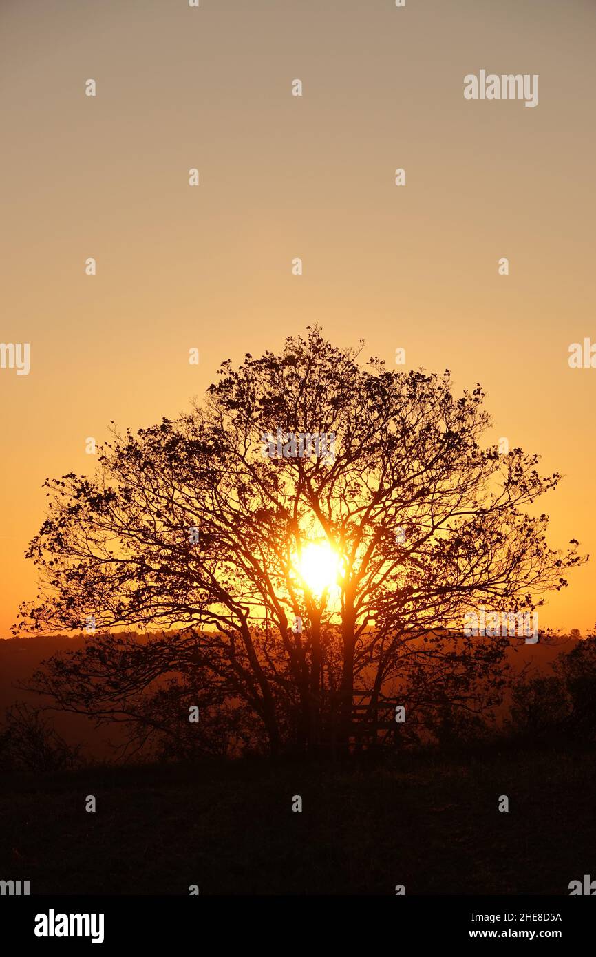 Kumurebi hi-res stock photography and images - Alamy