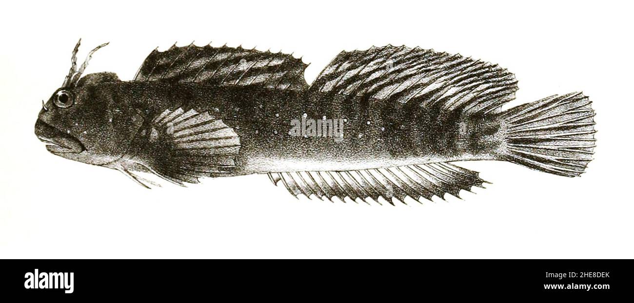 Salarias Cut Out Stock Images & Pictures - Alamy