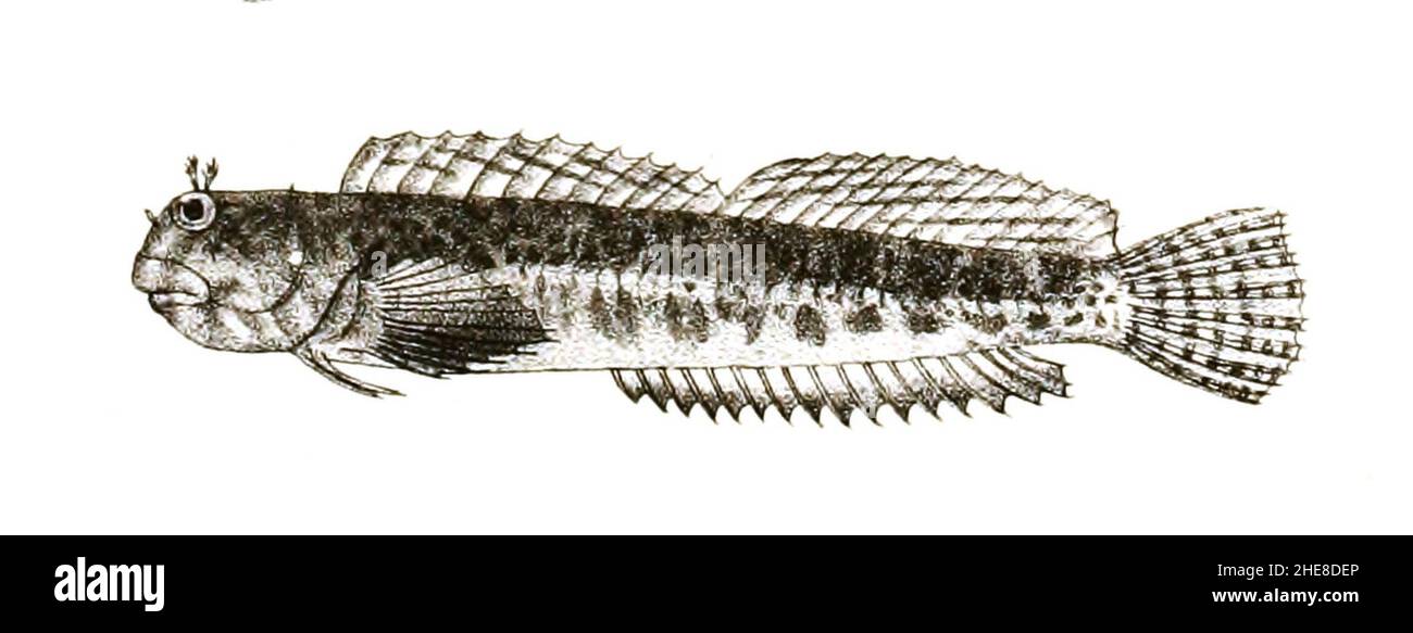 Salarias Cut Out Stock Images & Pictures - Alamy