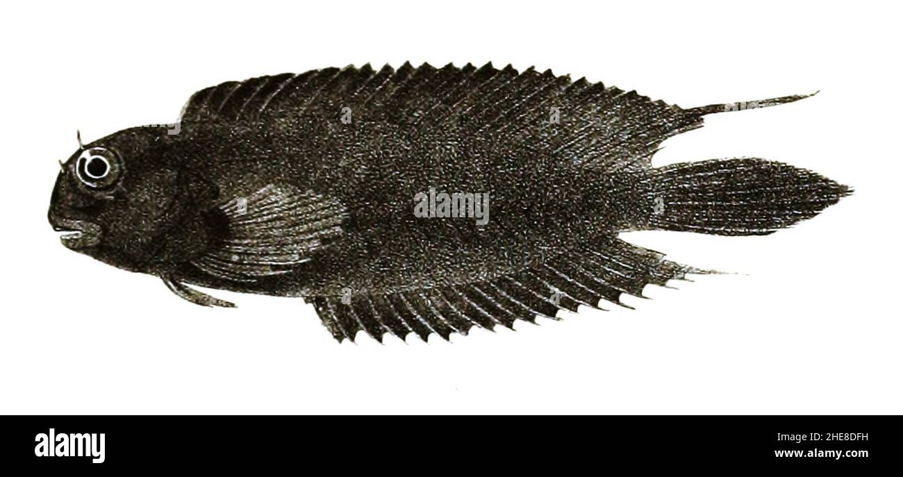 Salarias fuscus Ford 70 Stock Photo - Alamy
