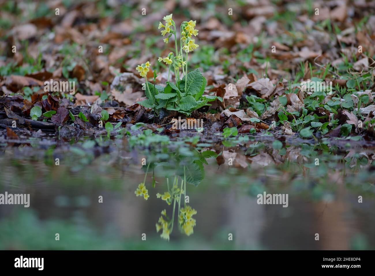 True cowslip hi-res stock photography and images - Alamy