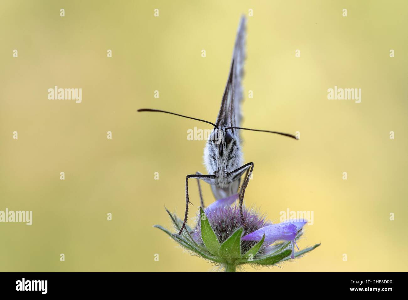Checkerboard butterfly hi-res stock photography and images - Alamy