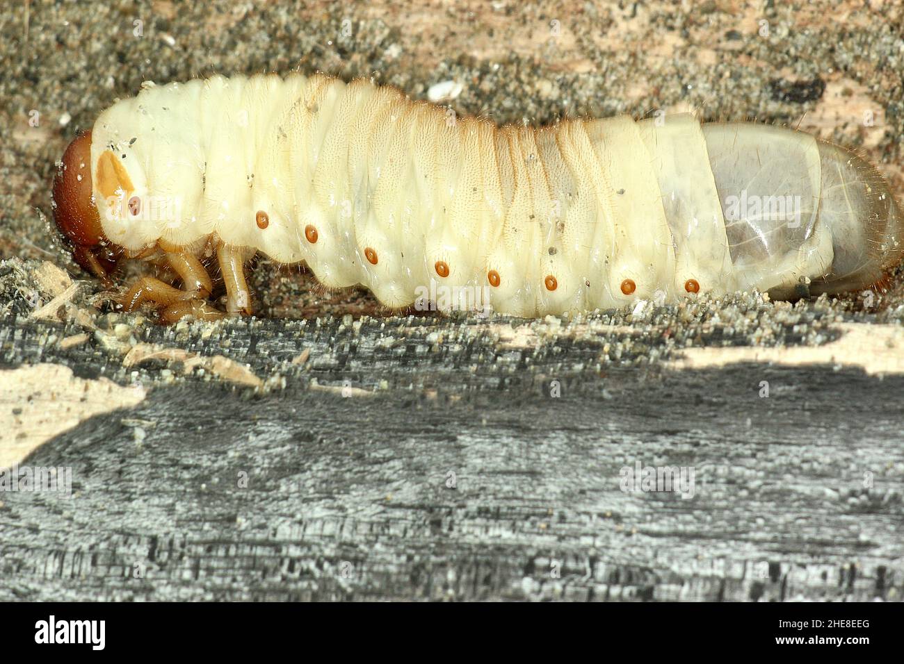 Larva of sand scarab beetle (Pericoptus truncatus Stock Photo - Alamy