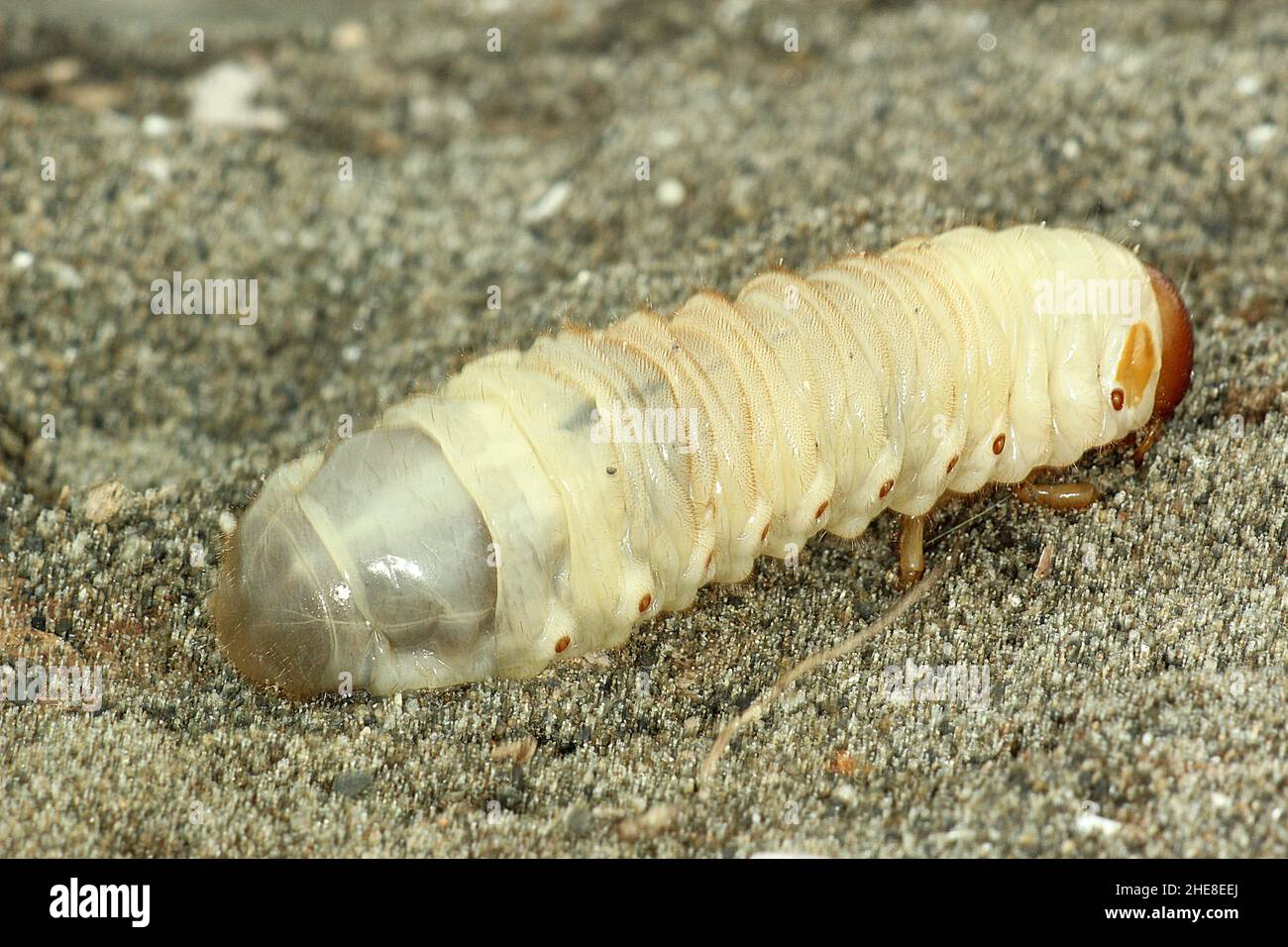 Larva of sand scarab beetle (Pericoptus truncatus Stock Photo - Alamy