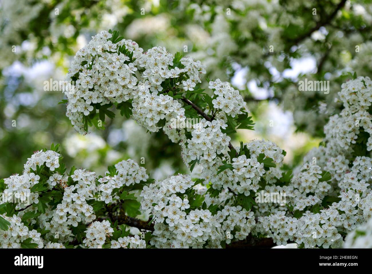 Whitethorn hedge hi-res stock photography and images - Alamy