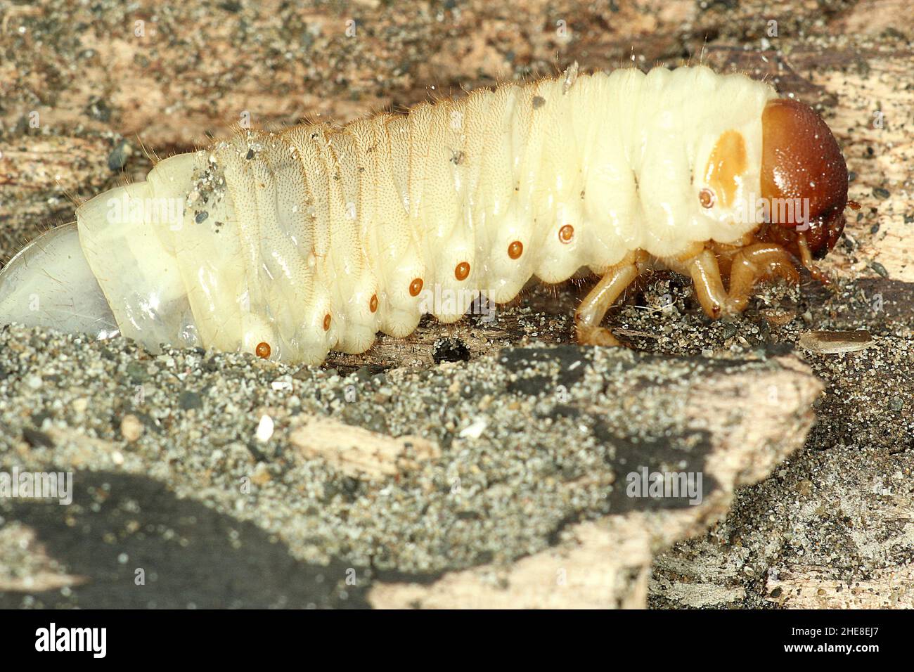 Larva of sand scarab beetle (Pericoptus truncatus Stock Photo - Alamy