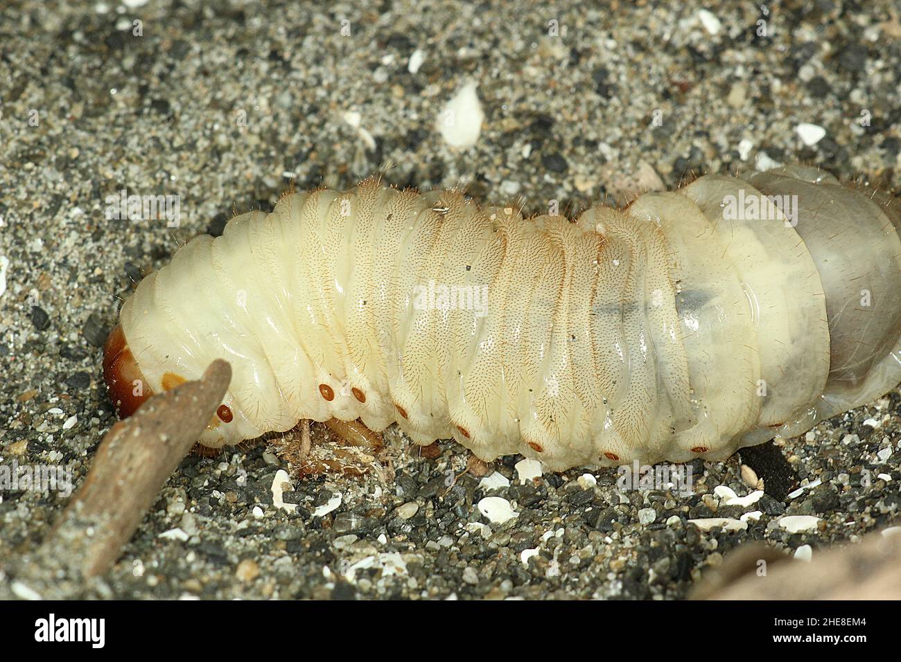 Larva of sand scarab beetle (Pericoptus truncatus Stock Photo - Alamy