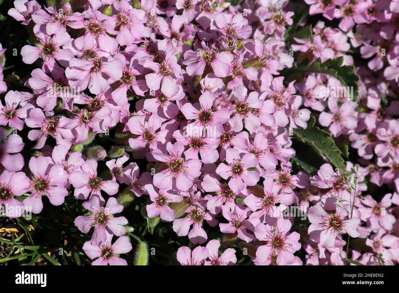 Soapwort flowers hi-res stock photography and images - Alamy