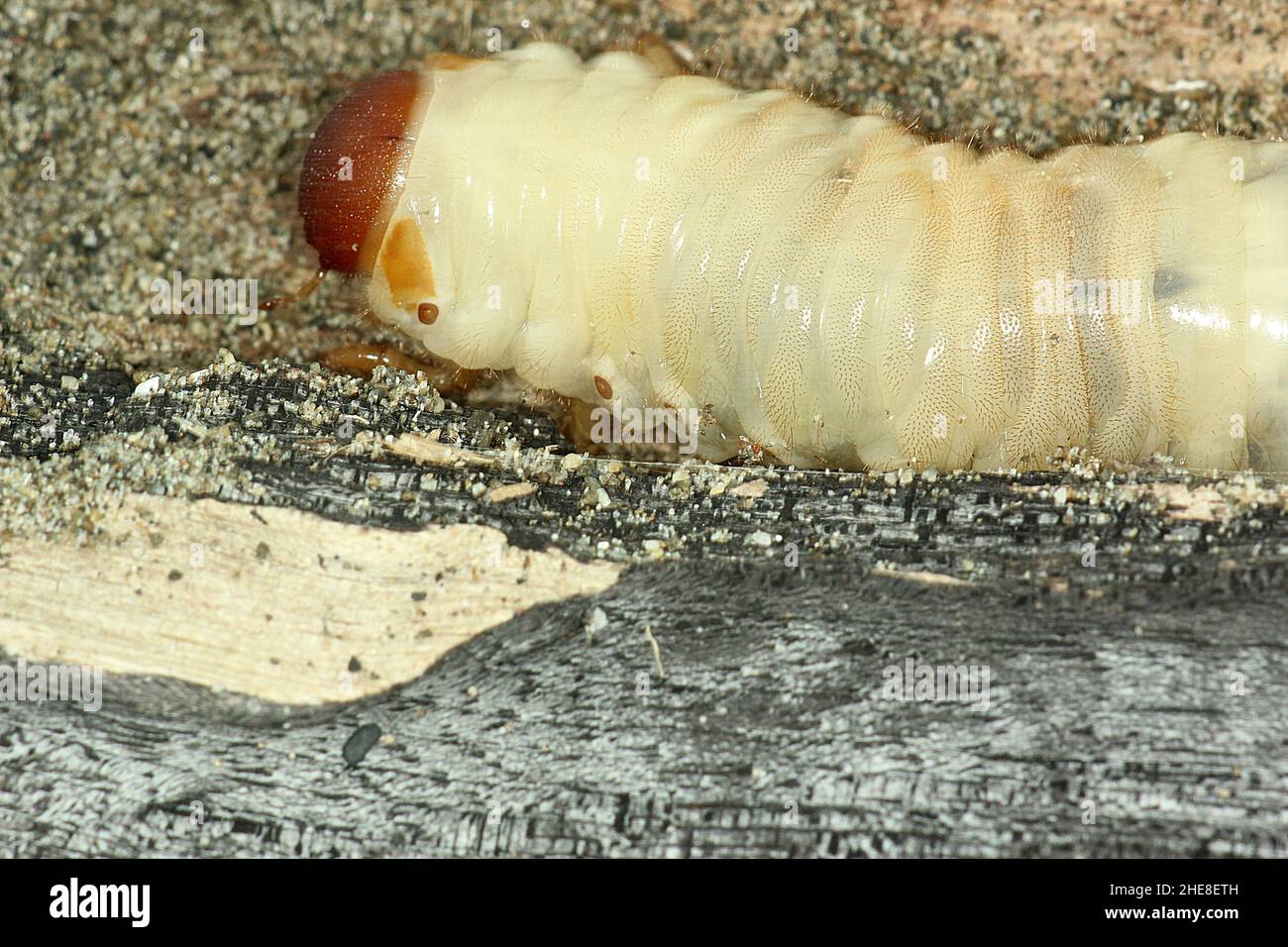Larva of sand scarab beetle (Pericoptus truncatus Stock Photo - Alamy