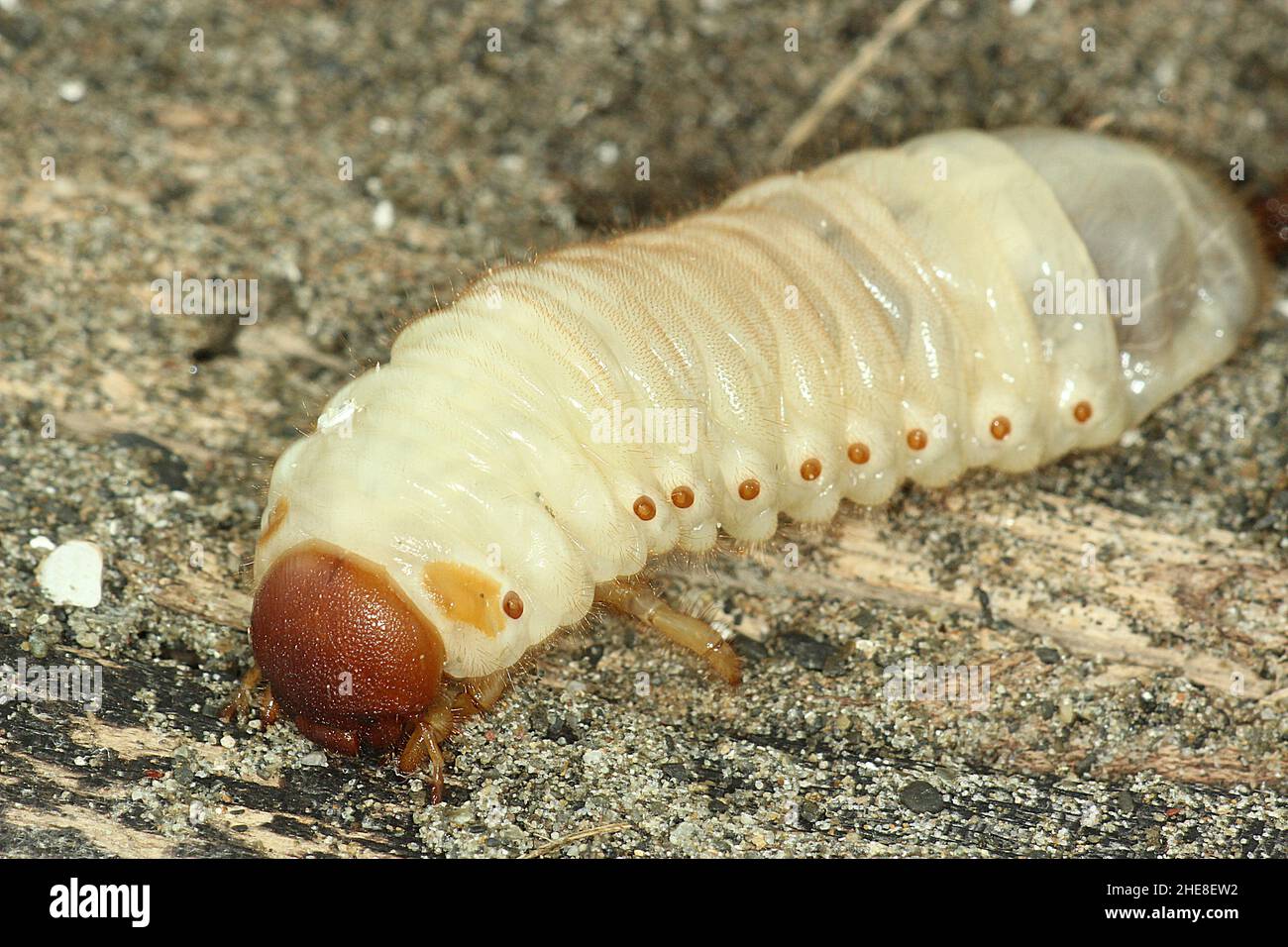 Scarab Beetle Larvae