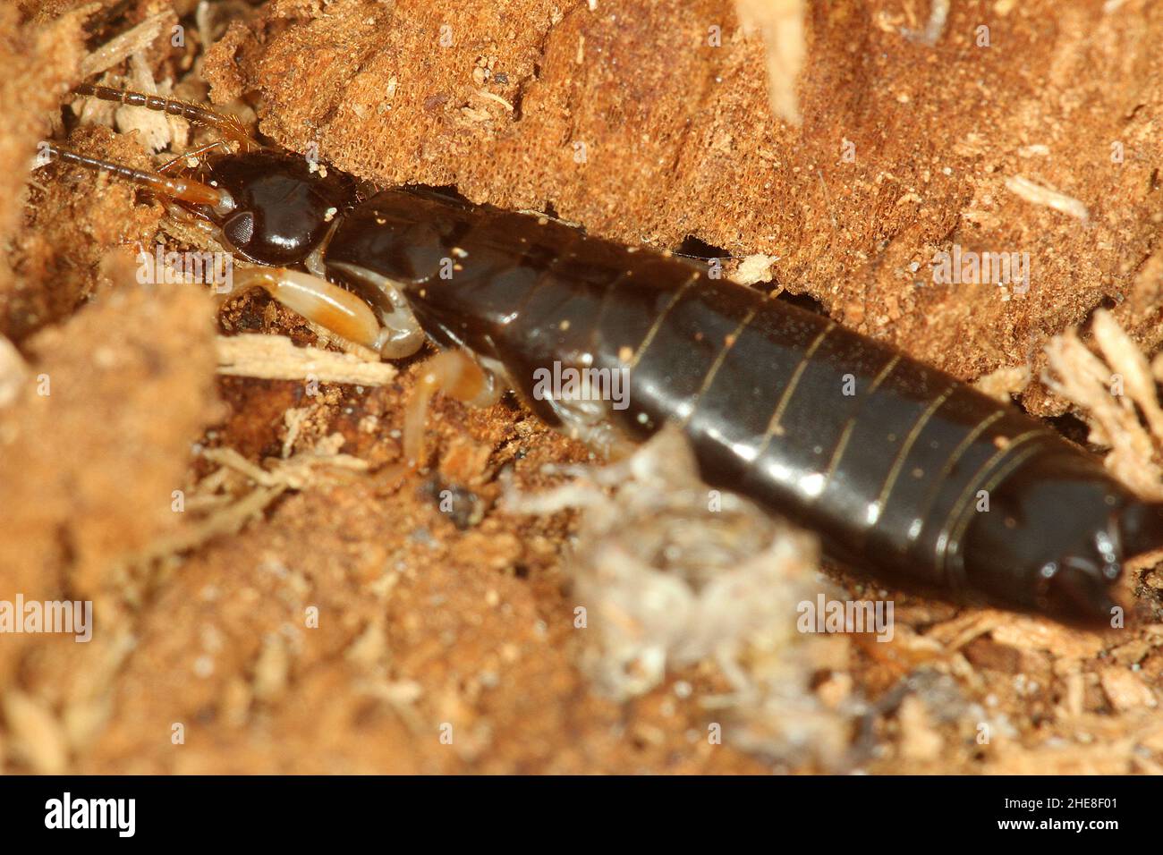 Coastal earwig (Anisolabis littorea) on rotten driftwood Stock Photo ...