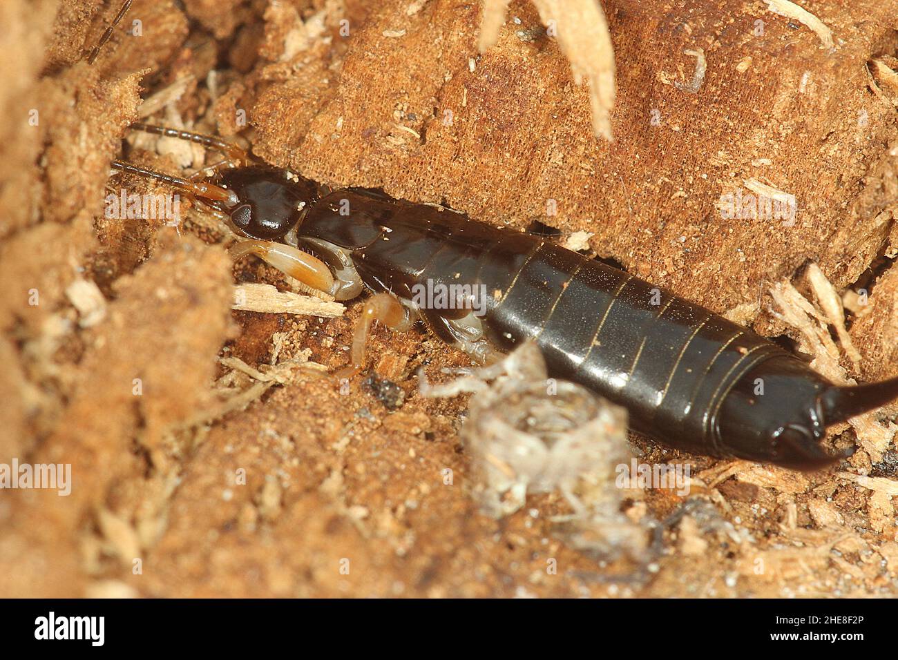 Coastal earwig (Anisolabis littorea) on rotten driftwood Stock Photo ...