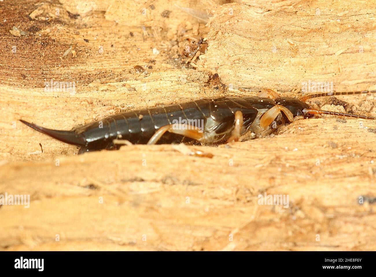 Coastal earwig (Anisolabis littorea) on rotten driftwood Stock Photo ...