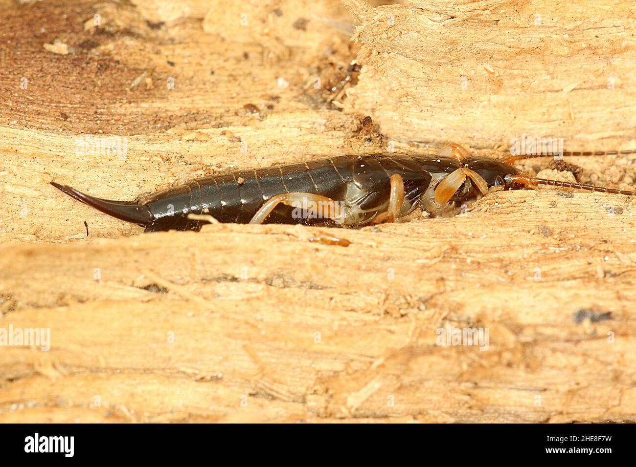Coastal earwig (Anisolabis littorea) on rotten driftwood Stock Photo ...