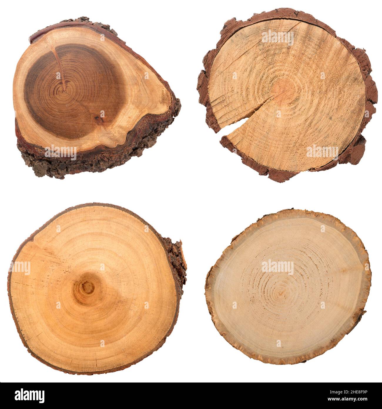 Wood log slices cutted tree trunk isolated on white, top view Stock ...
