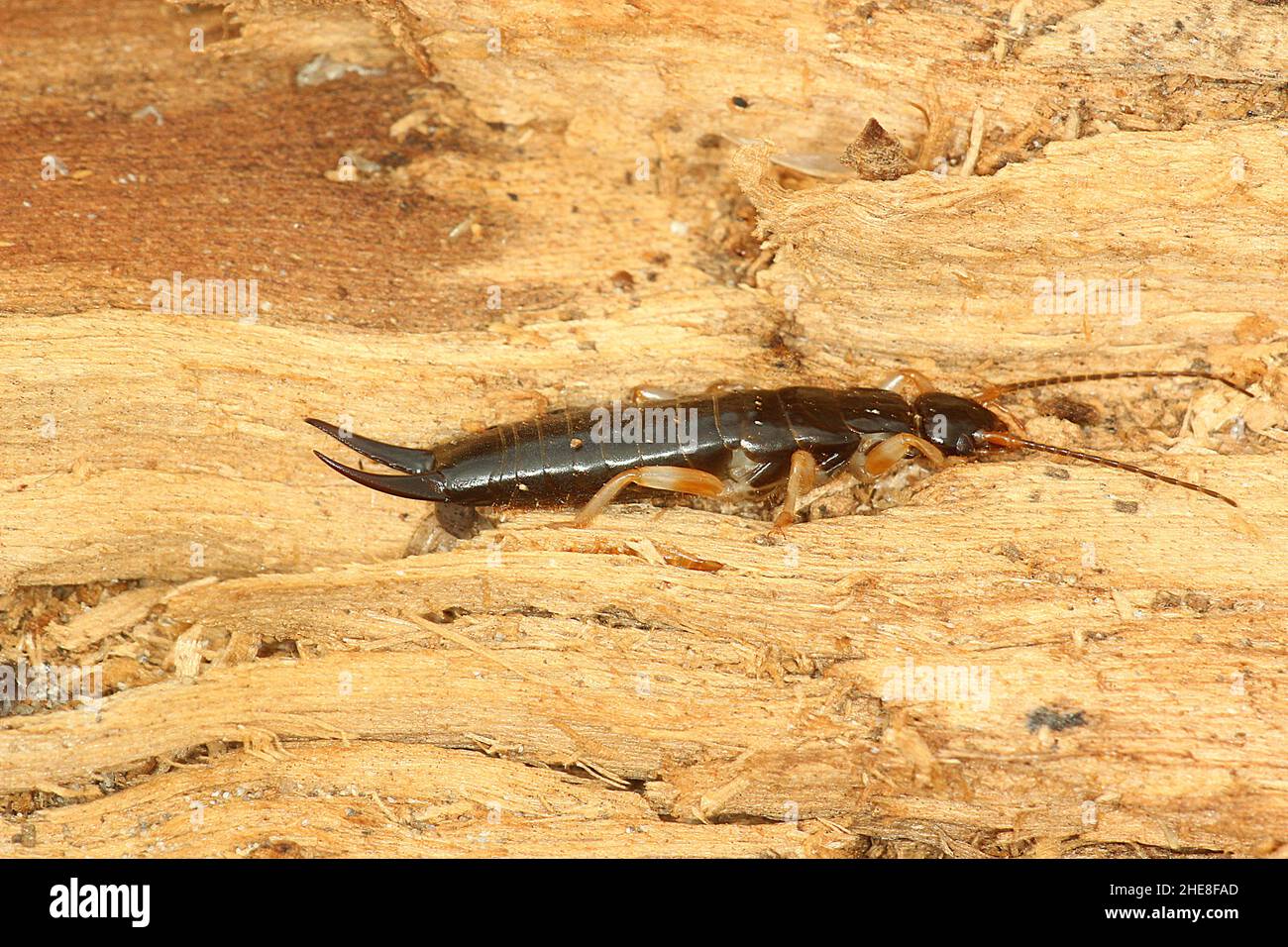 Coastal earwig (Anisolabis littorea) on rotten driftwood Stock Photo ...