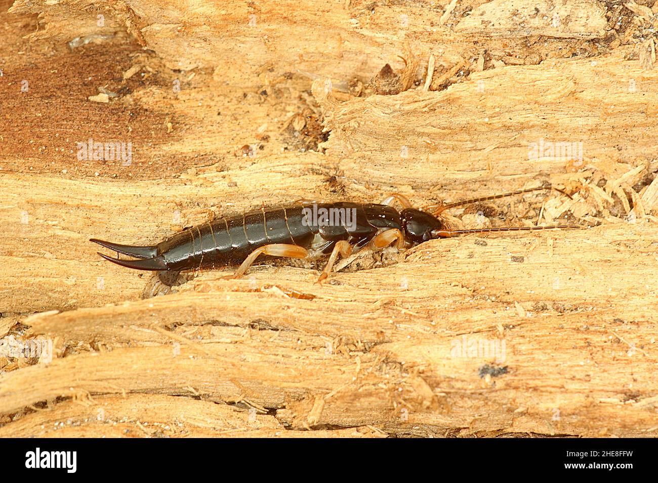 Anisolabis hi-res stock photography and images - Alamy
