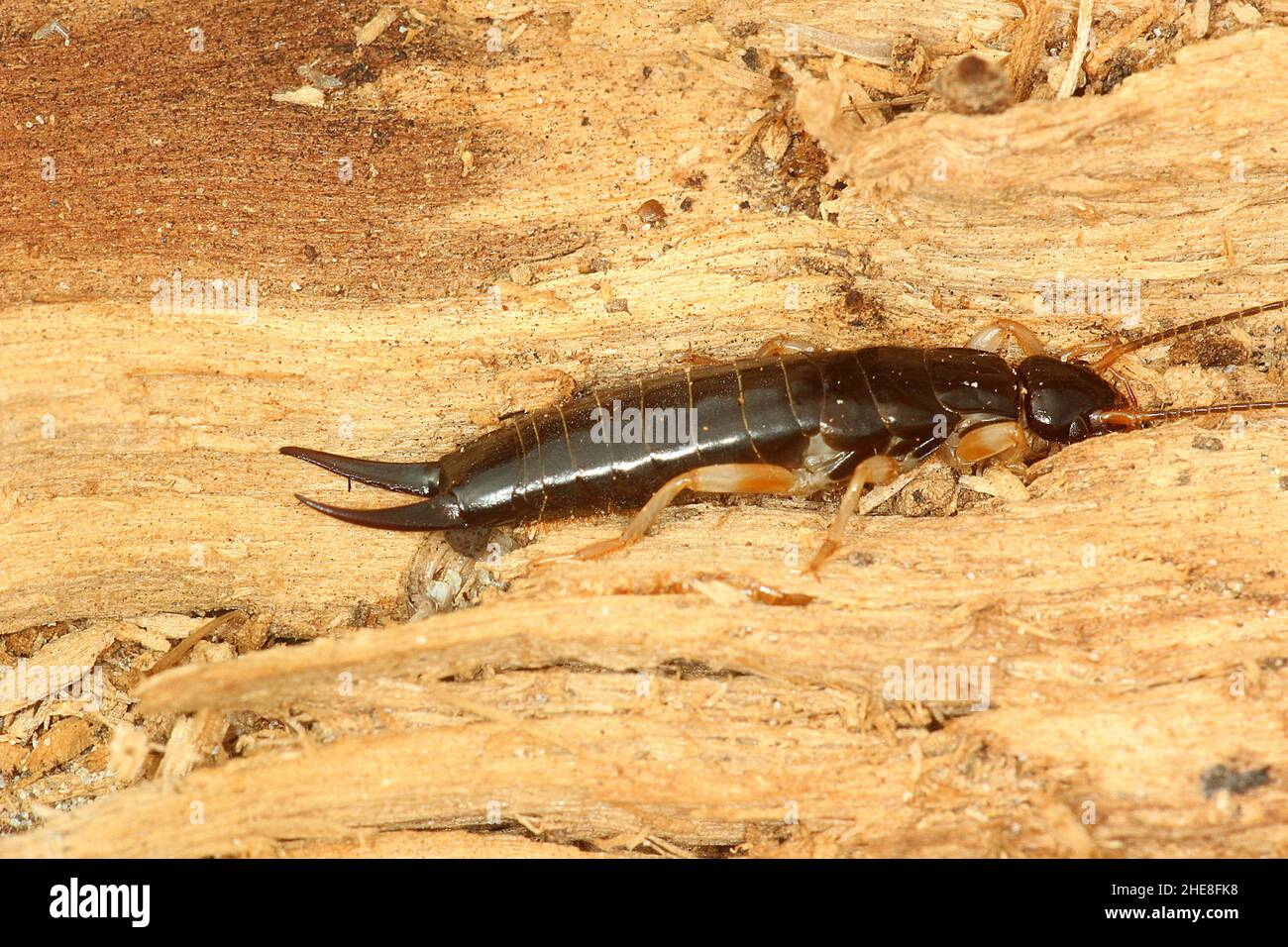 Coastal earwig (Anisolabis littorea) on rotten driftwood Stock Photo ...