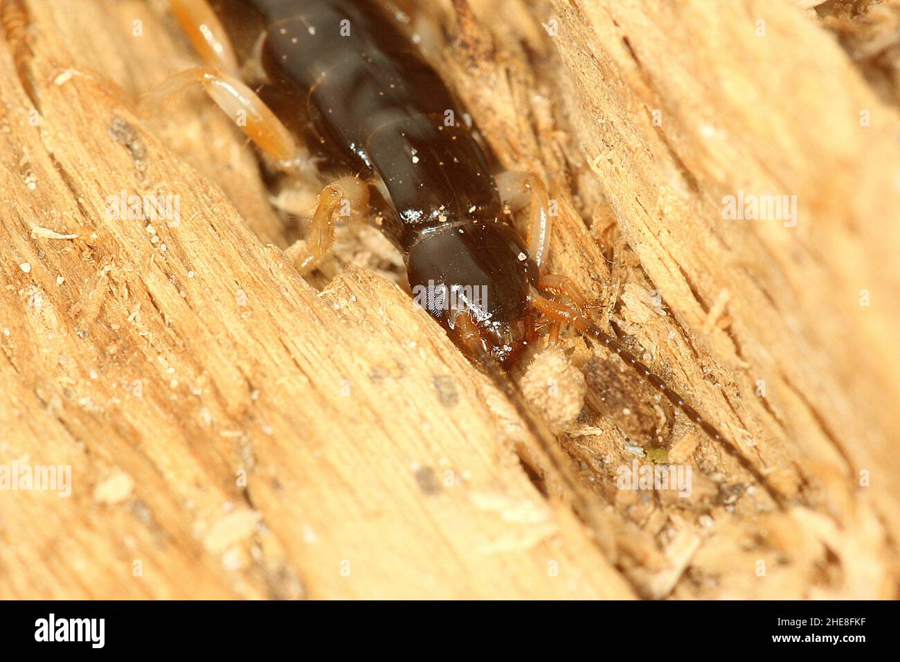 Coastal earwig (Anisolabis littorea) on rotten driftwood Stock Photo ...
