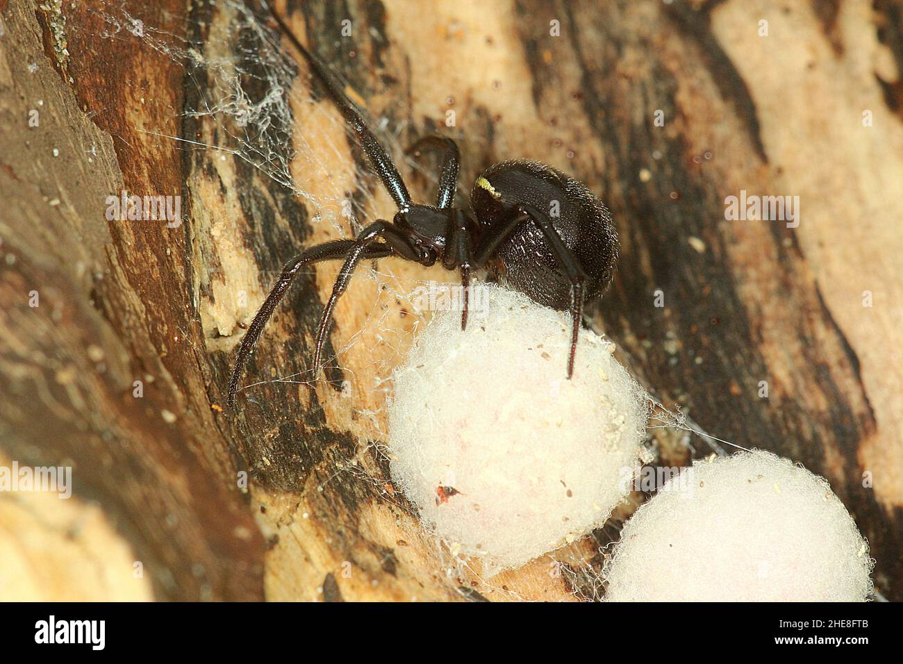 False Widow Spider Steatoda Capensis With Egg Sacs Stock Photo Alamy False Widow Spider Steatoda Capensis With Egg Sacs Stock Photo Alamy