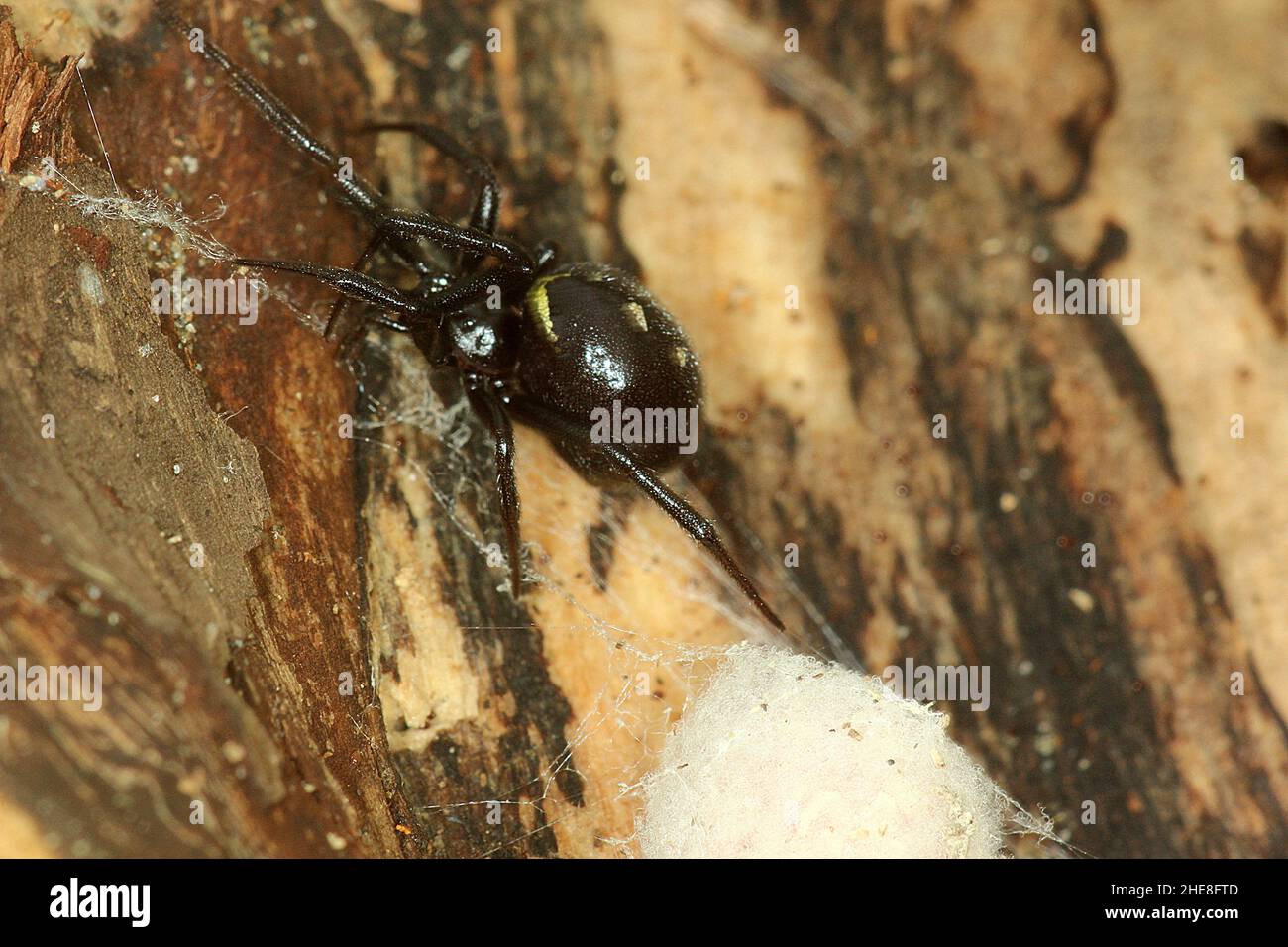 False widow spider (Steatoda capensis) with egg sacs Stock Photo - Alamy