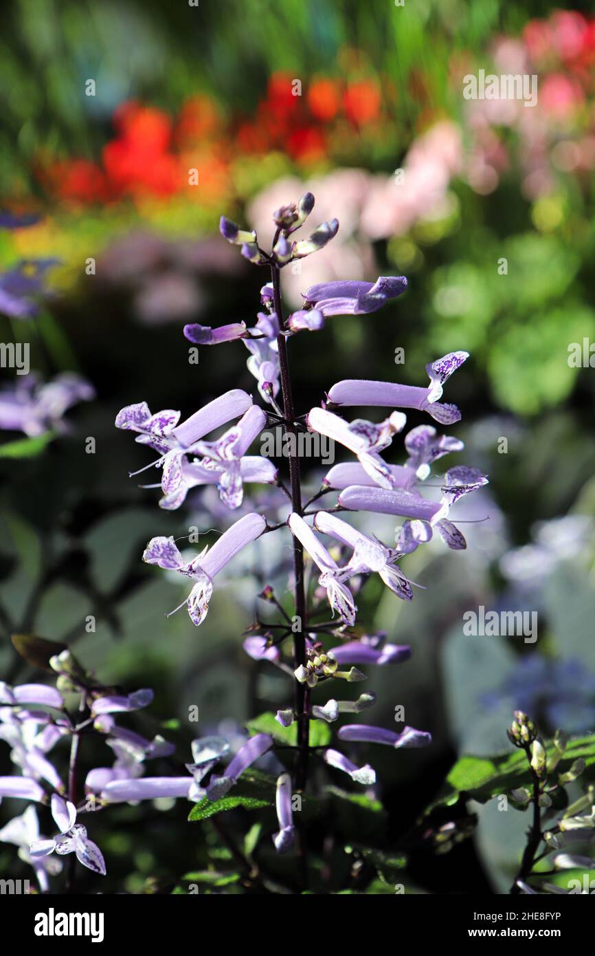 Plenctrantus hi-res stock photography and images - Alamy