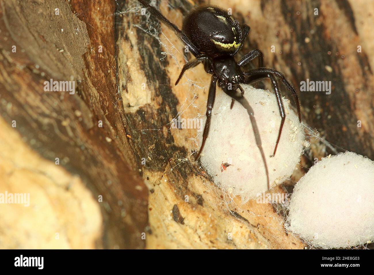 False widow spider (Steatoda capensis) with egg sacs Stock Photo - Alamy