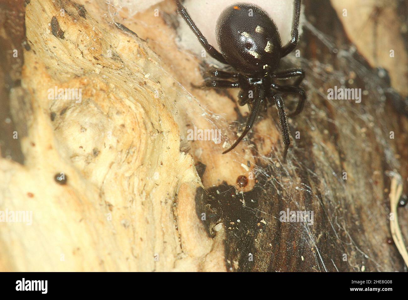False widow spider (Steatoda capensis) with egg sacs Stock Photo - Alamy