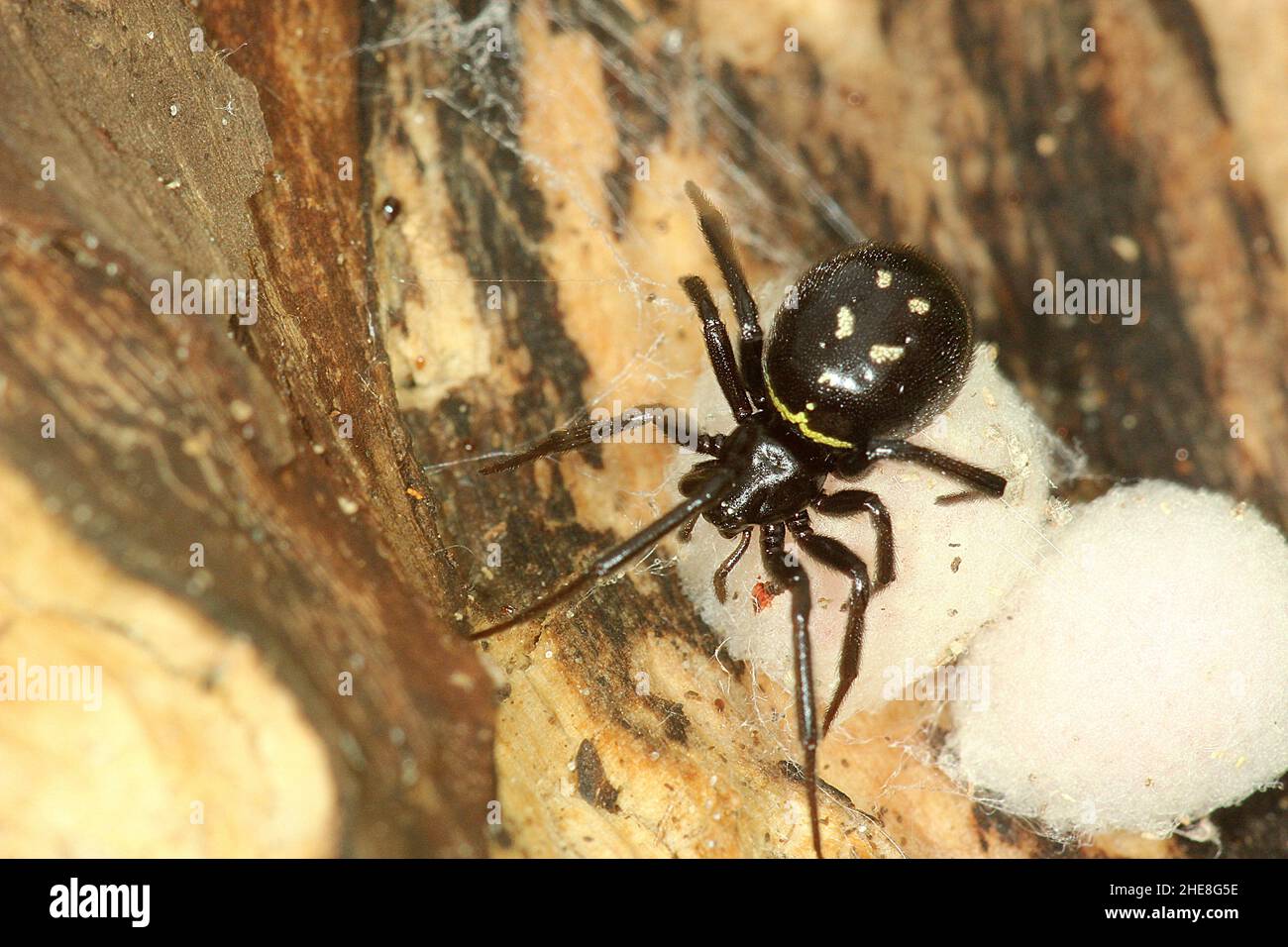 False widow spider (Steatoda capensis) with egg sacs Stock Photo - Alamy