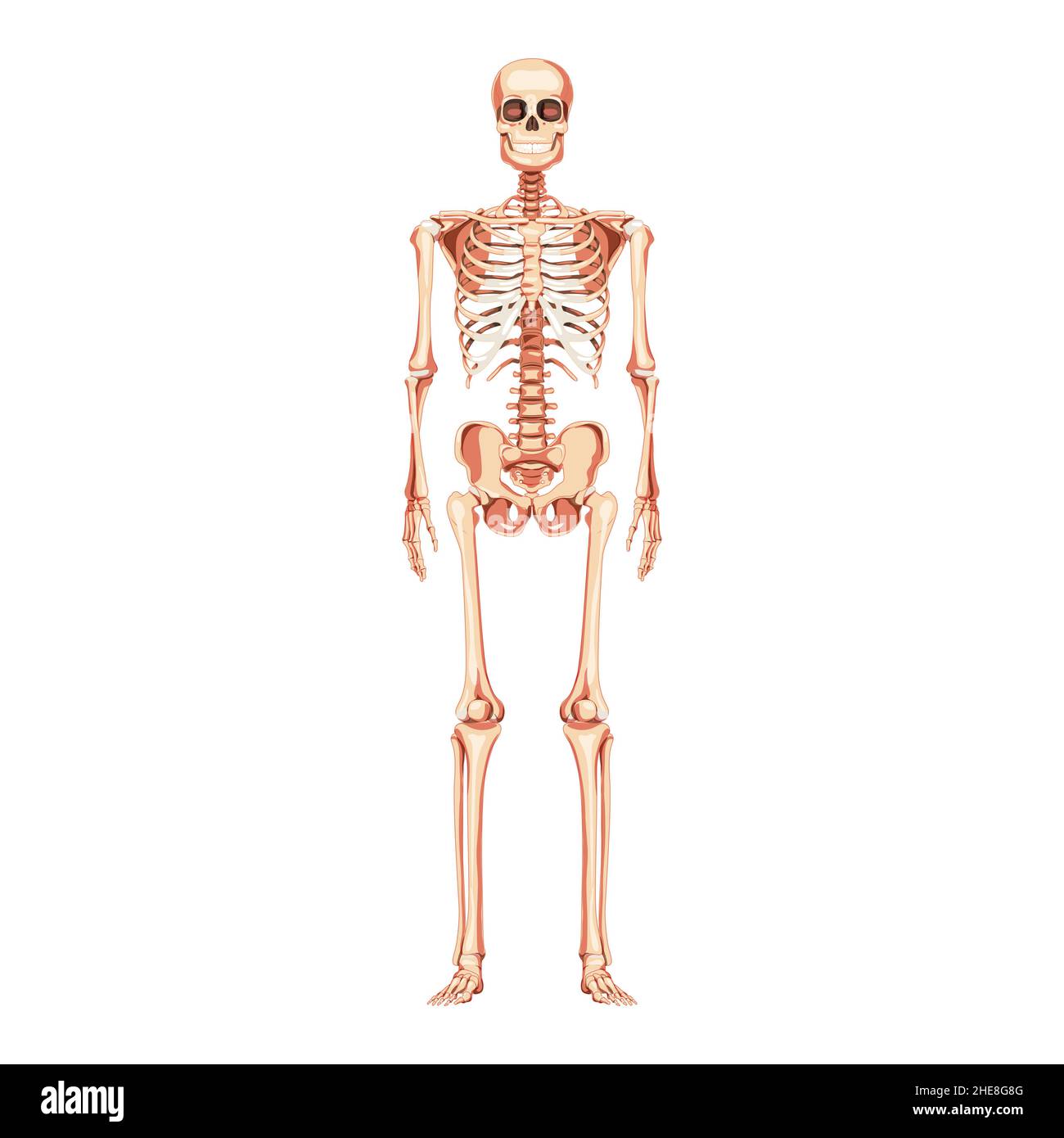 Skeleton Human front anterior view stands straight. Realistic ...