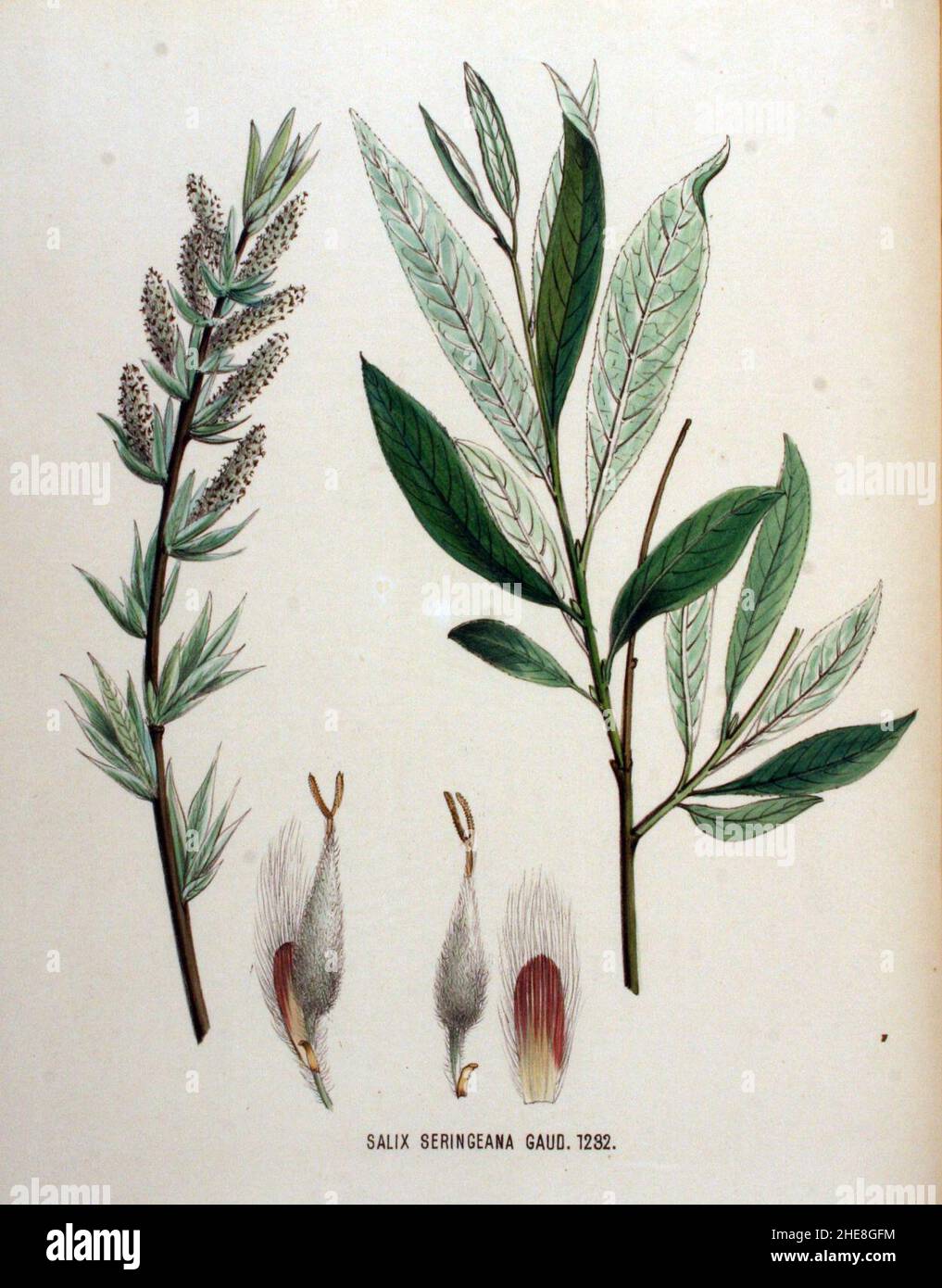 Salix seringeana — Flora Batava — Volume v16 Stock Photo - Alamy Salix seringeana — Flora Batava — Volume v16 Stock Photo - Alamy