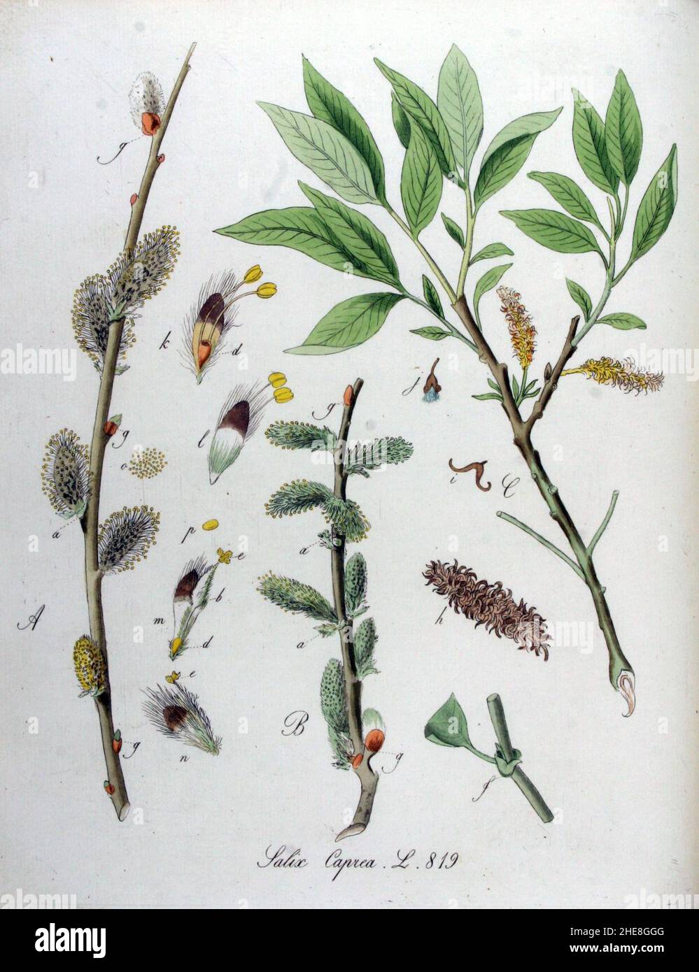 Salix caprea — Flora Batava — Volume v11 Stock Photo - Alamy