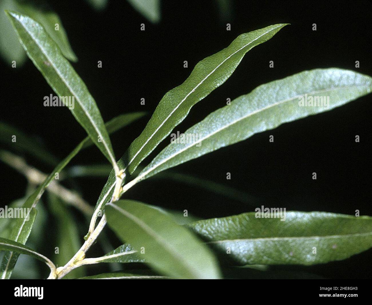 Salix humilis hi-res stock photography and images - Alamy