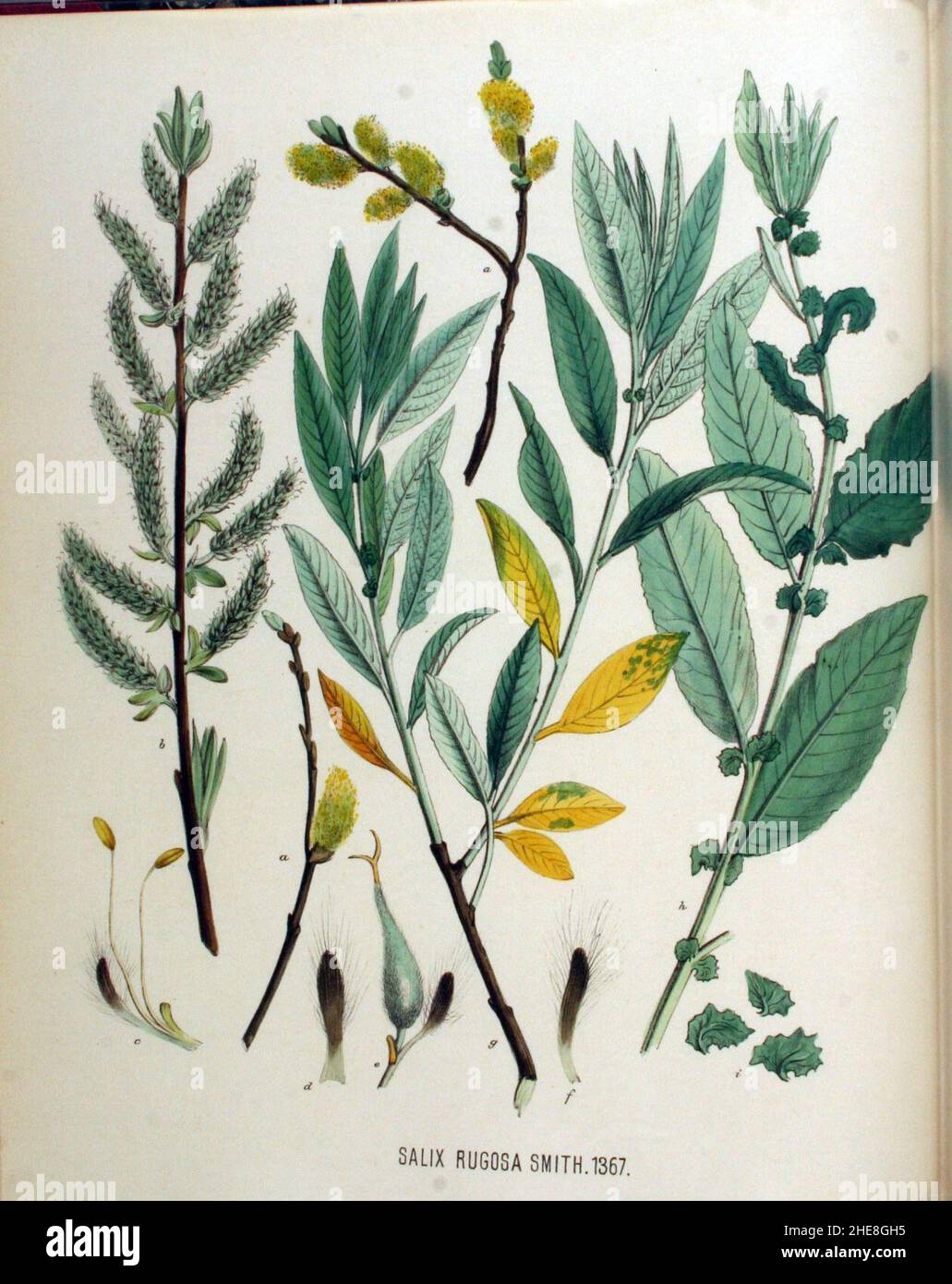 Salix rugosa — Flora Batava — Volume v18 Stock Photo - Alamy