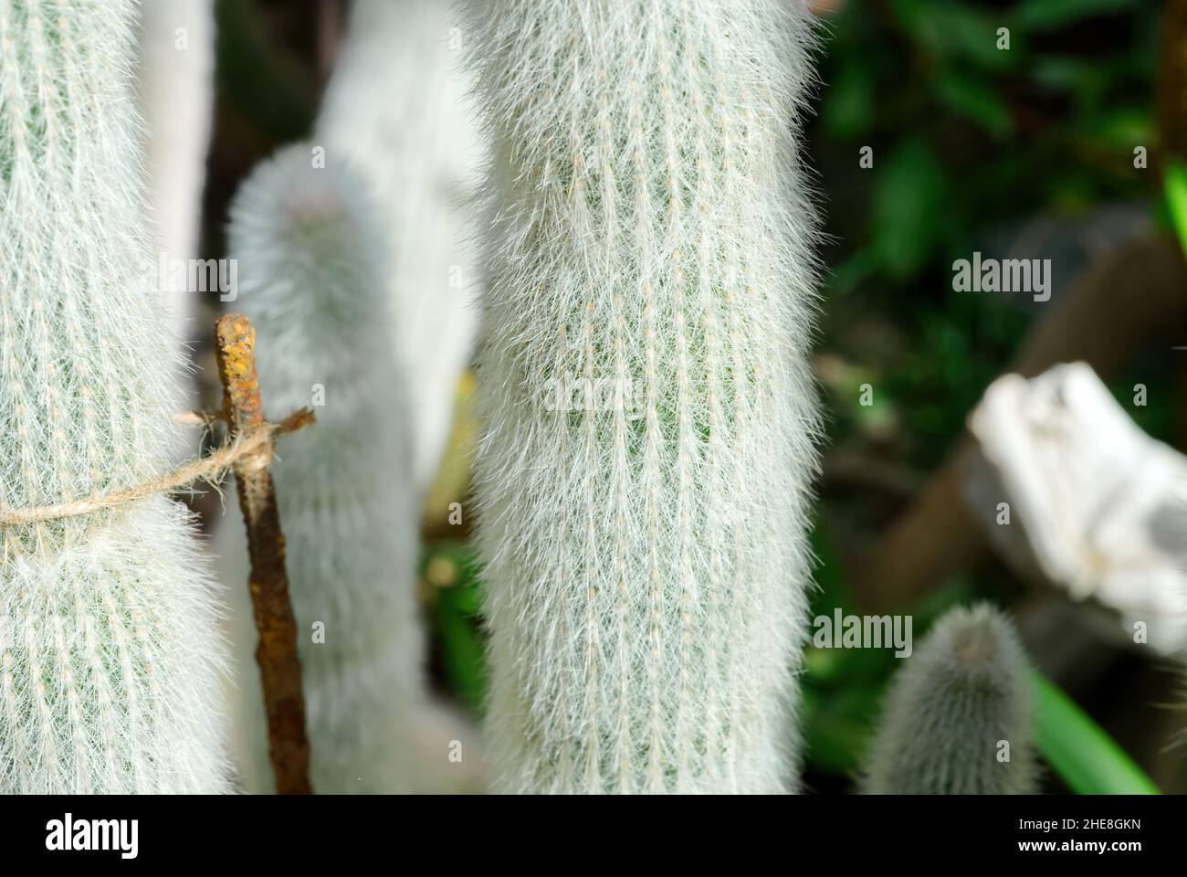 Silver torch cactus plant, latin Cleistocactus strausii. known as ...