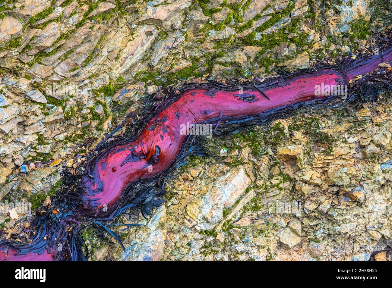 Colorful Manzanita tree root growing along a shale bank in the Santa ...