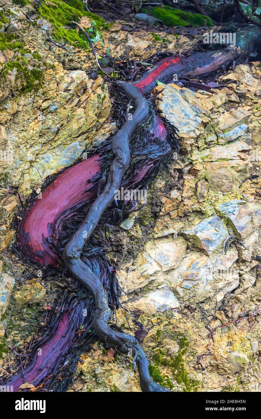 Colorful Manzanita tree root growing along a shale bank in the Santa ...
