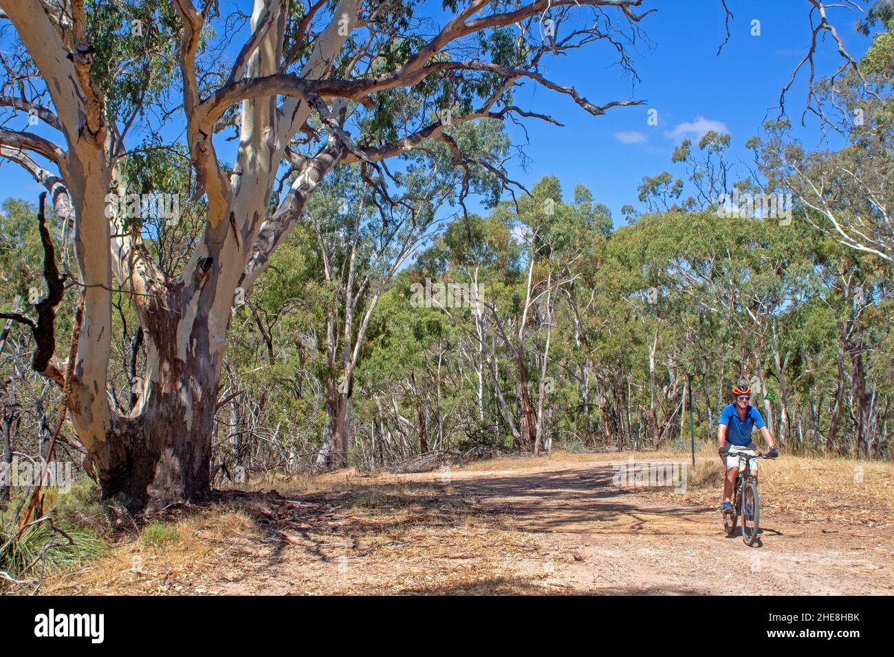 Cyclist on the Mawson Trail through the Adelaide Hills Stock Photo - Alamy