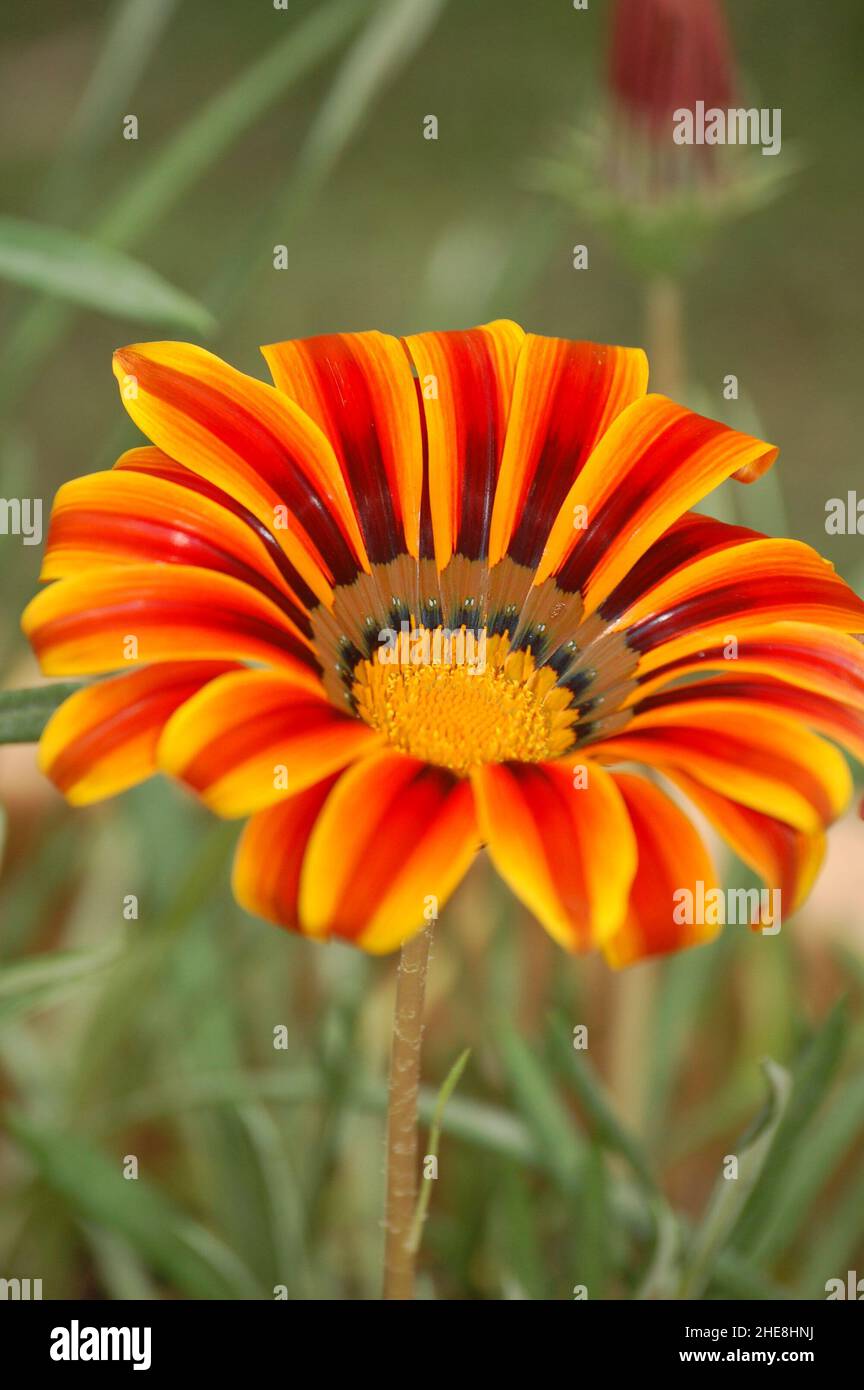 Radiant Flower in Full Bloom Stock Photo - Alamy