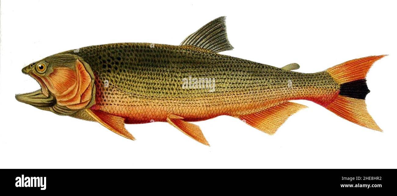 Salminus brasiliensis hi-res stock photography and images - Alamy