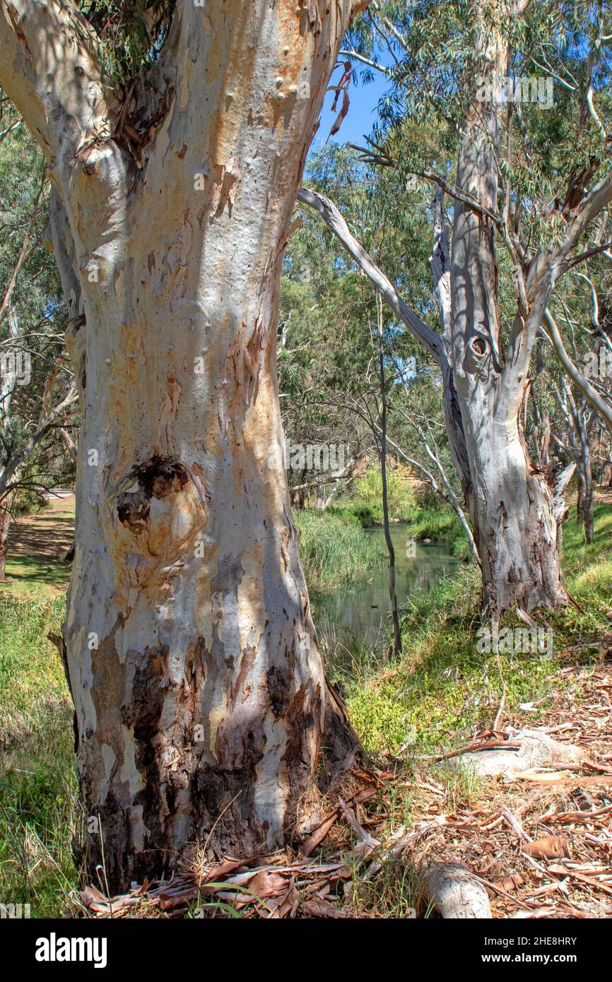 River red gums along the River Torrens in Adelaide Stock Photo - Alamy