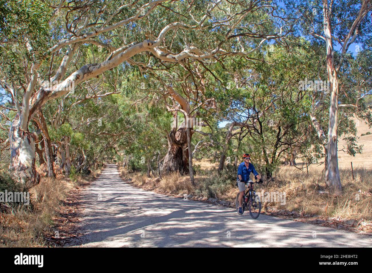 Cyclist on the Mawson Trail through the Adelaide Hills Stock Photo - Alamy