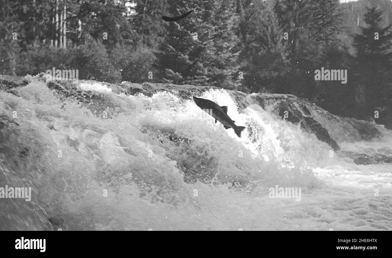 Salmon jumping upstream, near Ketchikan, ca 1912 Stock Photo - Alamy