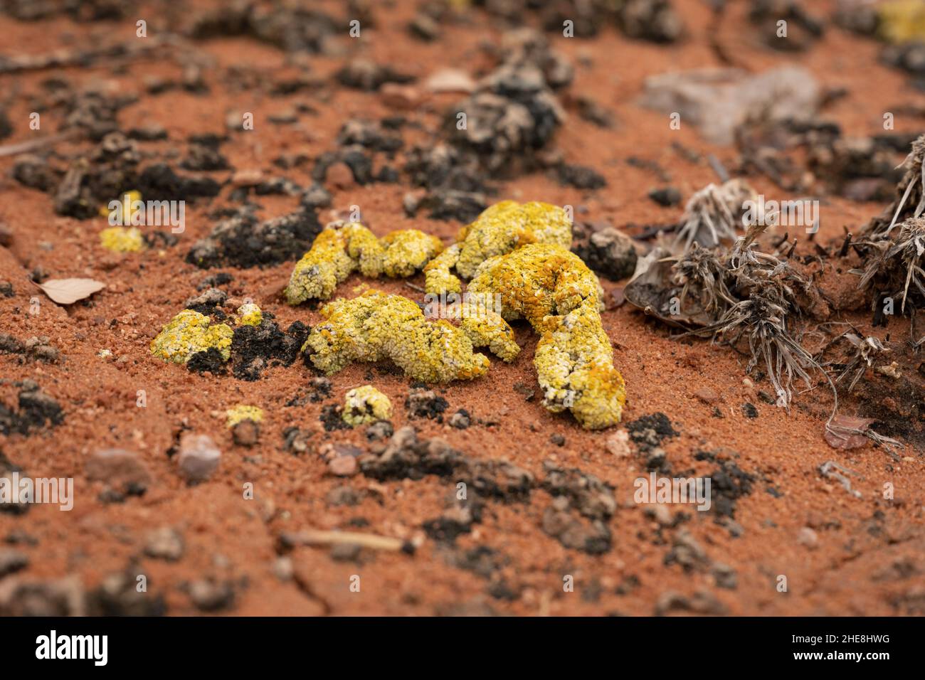 Lichen in the desert hi-res stock photography and images - Alamy