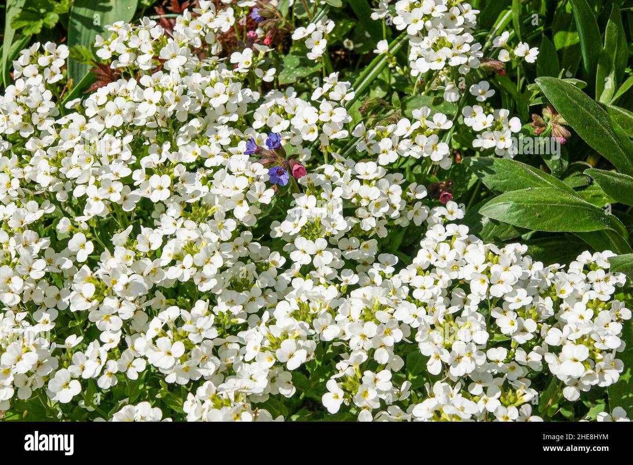 Arabis white hi-res stock photography and images - Alamy