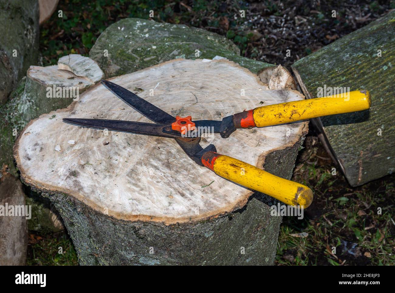 Old garden scissors used for trimming of the bushes displayed on the ...